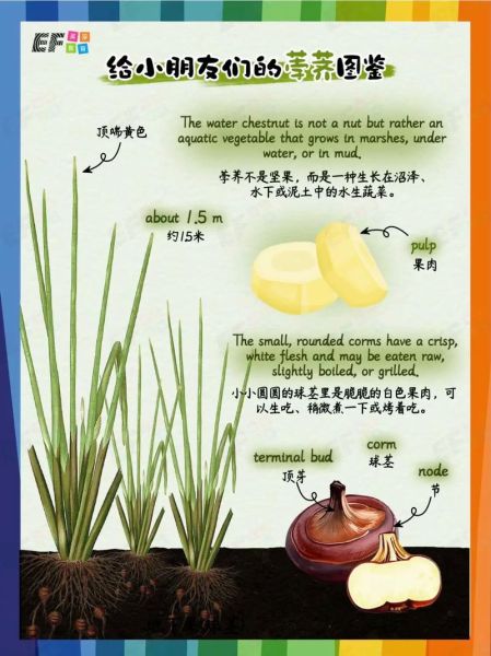 荸荠为什么叫马蹄_马蹄名称由来-第3张图片-山城妙识 荸荠为什么叫马蹄_马蹄名称由来-第3张图片-山城妙识