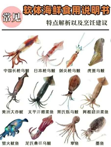 鱿鱼和乌贼的区别_哪个更好吃-第1张图片-山城妙识