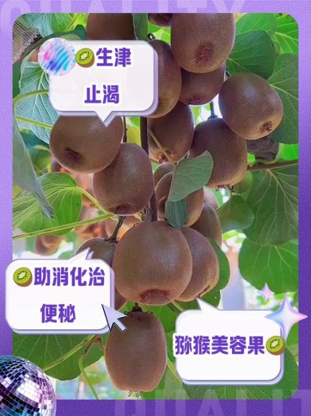 吃一个月猕猴桃能减肥吗_猕猴桃吃多久见效-第1张图片-山城妙识