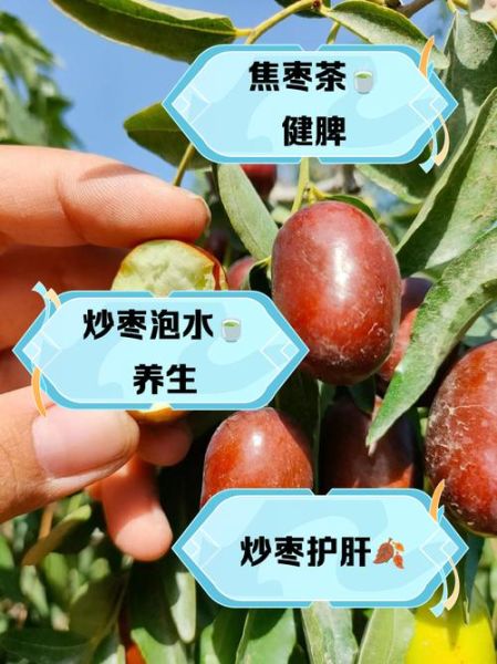 炒红枣的正确方法_红枣炒焦了还能吃吗-第2张图片-山城妙识