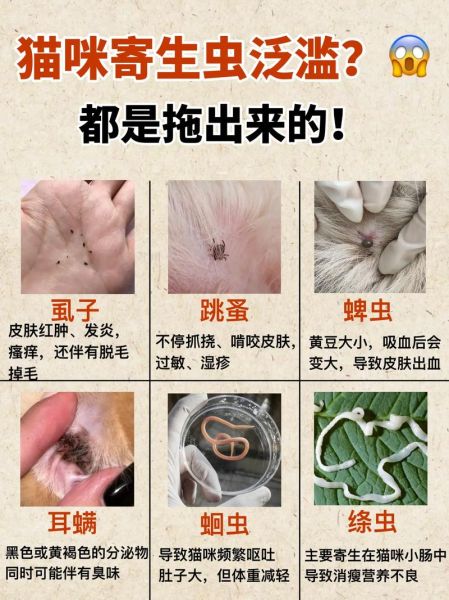 猫肉煮熟了还有寄生虫吗_猫肉寄生虫高温能杀死吗-第2张图片-山城妙识