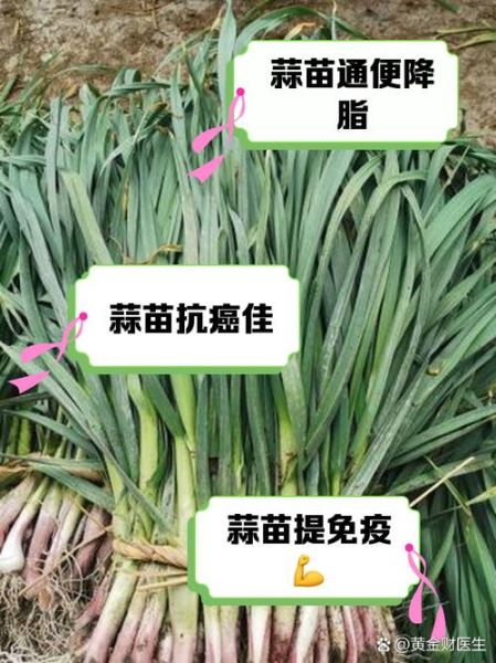 大蒜苗的功效与作用_大蒜苗怎么吃最营养-第2张图片-山城妙识 大蒜苗的功效与作用_大蒜苗怎么吃最营养-第2张图片-山城妙识