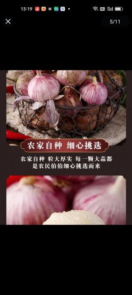 大蒜苗的功效与作用_大蒜苗怎么吃最营养-第1张图片-山城妙识 大蒜苗的功效与作用_大蒜苗怎么吃最营养-第1张图片-山城妙识