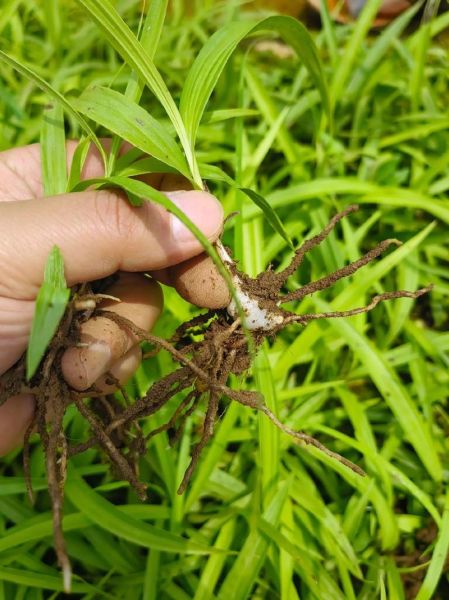 白芨长什么样_白芨图片怎么鉴别真假-第3张图片-山城妙识 白芨长什么样_白芨图片怎么鉴别真假-第3张图片-山城妙识