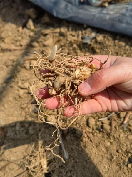 白芨长什么样_白芨图片怎么鉴别真假-第2张图片-山城妙识 白芨长什么样_白芨图片怎么鉴别真假-第2张图片-山城妙识