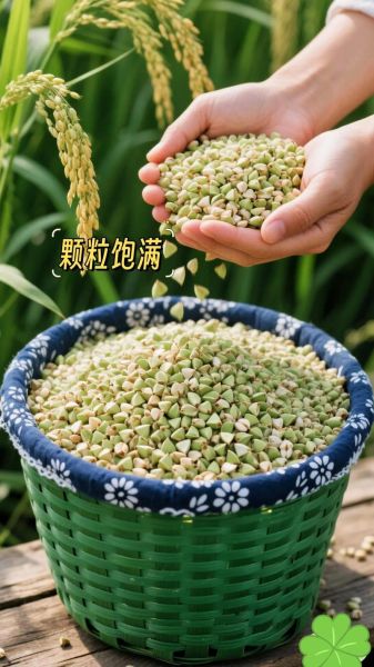 荞麦粥的功效与作用_荞麦粥能降血糖吗-第2张图片-山城妙识