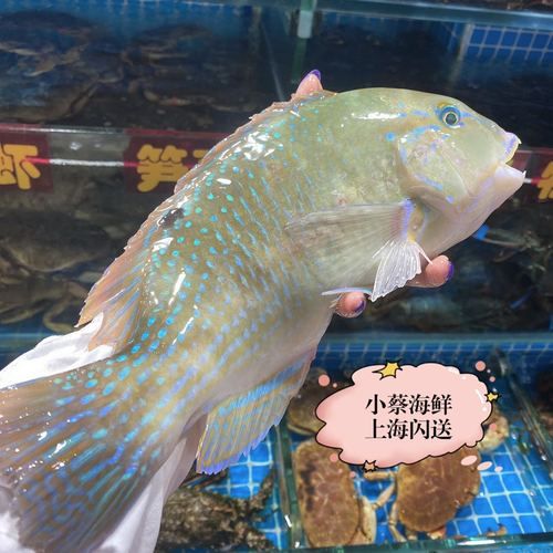 苏眉鱼和青衣鱼的区别_怎么区分苏眉青衣-第1张图片-山城妙识 苏眉鱼和青衣鱼的区别_怎么区分苏眉青衣-第1张图片-山城妙识