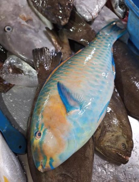 苏眉鱼和青衣鱼的区别_怎么区分苏眉青衣-第2张图片-山城妙识 苏眉鱼和青衣鱼的区别_怎么区分苏眉青衣-第2张图片-山城妙识