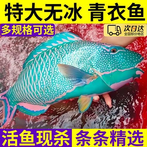 苏眉鱼和青衣鱼的区别_怎么区分苏眉青衣-第3张图片-山城妙识 苏眉鱼和青衣鱼的区别_怎么区分苏眉青衣-第3张图片-山城妙识