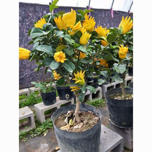 金华佛手是什么_金华佛手怎么种植-第3张图片-山城妙识