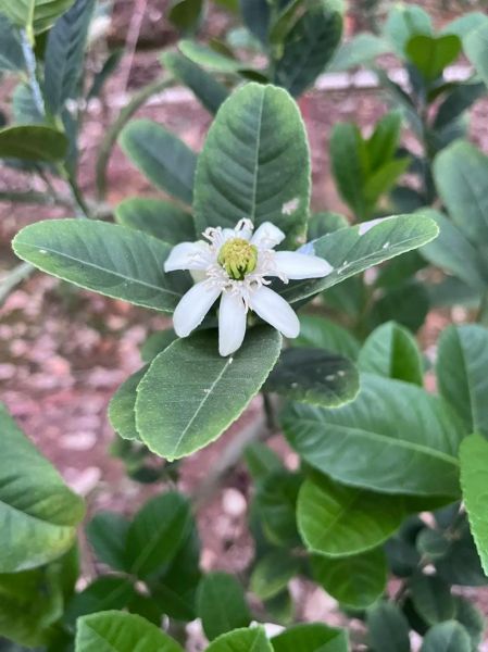 金华佛手是什么_金华佛手怎么种植-第1张图片-山城妙识