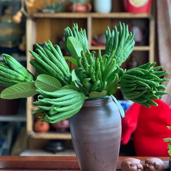 金华佛手是什么_金华佛手怎么种植-第2张图片-山城妙识