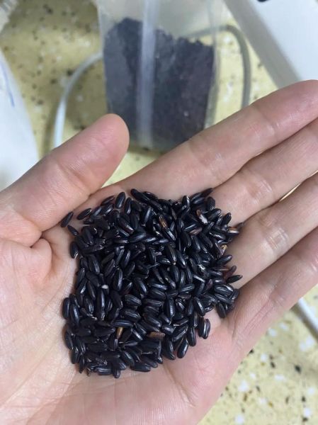 黑米怎么做好吃_黑米做法大全-第1张图片-山城妙识