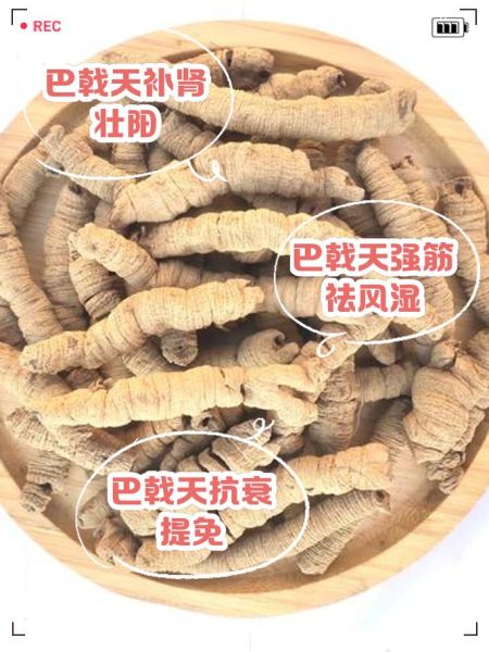 盐巴戟天的功效与作用_盐巴戟天怎么服用-第1张图片-山城妙识 盐巴戟天的功效与作用_盐巴戟天怎么服用-第1张图片-山城妙识