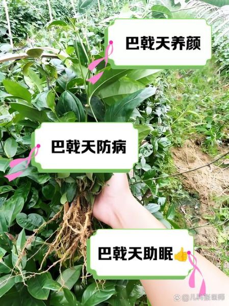 盐巴戟天的功效与作用_盐巴戟天怎么服用-第3张图片-山城妙识 盐巴戟天的功效与作用_盐巴戟天怎么服用-第3张图片-山城妙识