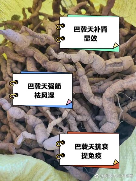 盐巴戟天的功效与作用_盐巴戟天怎么服用-第2张图片-山城妙识 盐巴戟天的功效与作用_盐巴戟天怎么服用-第2张图片-山城妙识