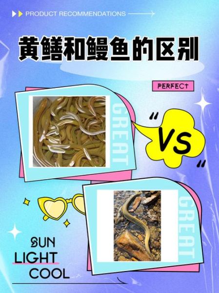 长鱼和黄鳝一样吗_长鱼和黄鳝的区别-第1张图片-山城妙识