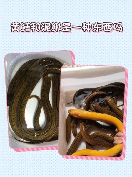 长鱼和黄鳝一样吗_长鱼和黄鳝的区别-第2张图片-山城妙识