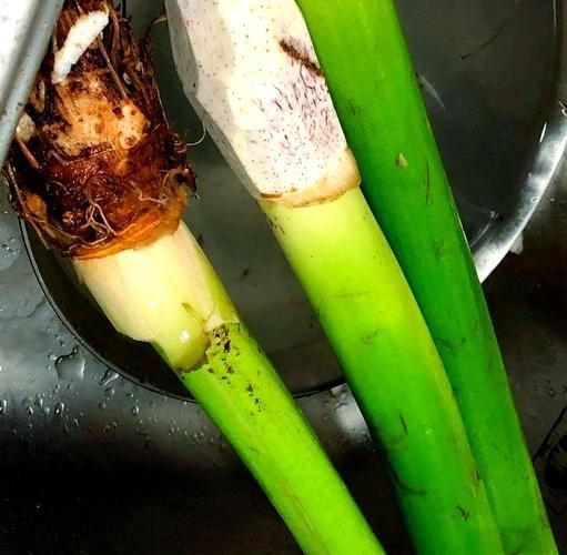 芋梗图片_芋梗长什么样-第1张图片-山城妙识 芋梗图片_芋梗长什么样-第1张图片-山城妙识