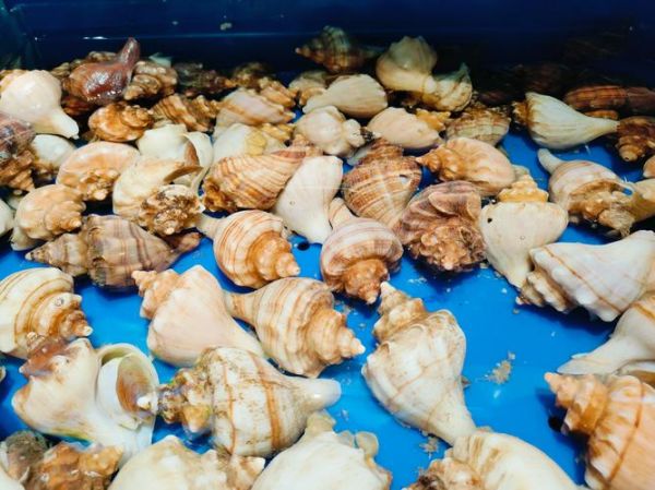 香螺都能吃吗_香螺哪些部位不能吃-第1张图片-山城妙识