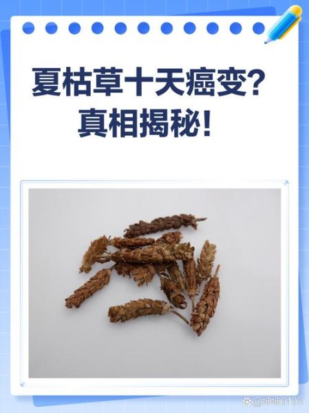 夏枯草致癌是真的吗_夏枯草为什么有致癌风险-第1张图片-山城妙识