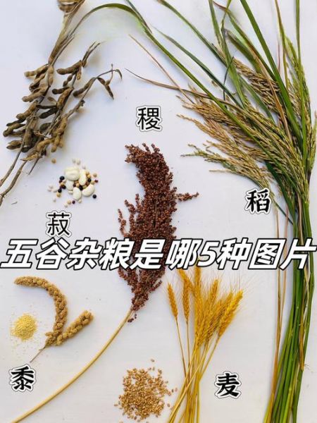 五谷是什么_五谷指哪五种粮食-第1张图片-山城妙识 五谷是什么_五谷指哪五种粮食-第1张图片-山城妙识