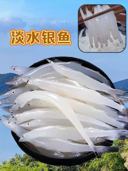 银鱼有什么功效与禁忌_银鱼适合什么人吃-第3张图片-山城妙识