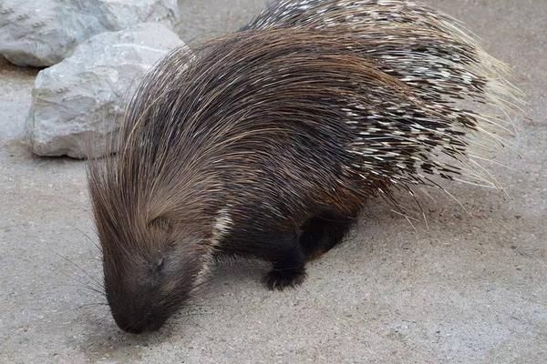 豪猪肉多少钱一斤_豪猪肉价格行情-第2张图片-山城妙识