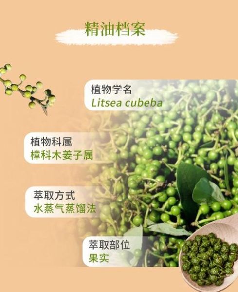 山鸡椒的功效与作用_山鸡椒精油怎么用-第1张图片-山城妙识 山鸡椒的功效与作用_山鸡椒精油怎么用-第1张图片-山城妙识