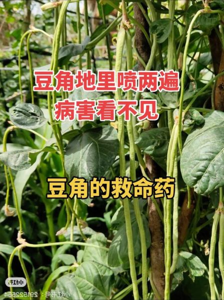 豆角中毒症状怎么解毒_吃了豆角中毒怎么办-第3张图片-山城妙识 豆角中毒症状怎么解毒_吃了豆角中毒怎么办-第3张图片-山城妙识
