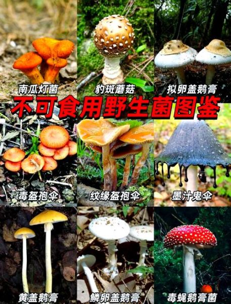 蘑菇图片大全大图_如何识别可食用蘑菇-第3张图片-山城妙识