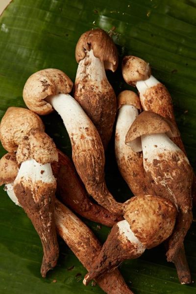 鸡枞菌图片怎么拍好看_鸡枞菌高清图欣赏技巧-第1张图片-山城妙识 鸡枞菌图片怎么拍好看_鸡枞菌高清图欣赏技巧-第1张图片-山城妙识