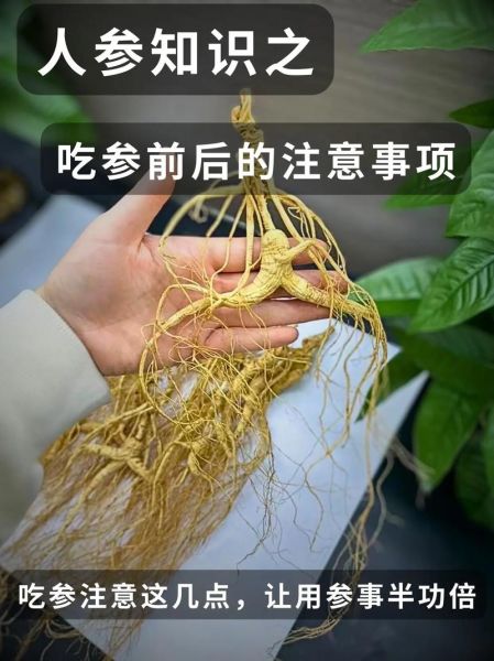 人参的功效与作用有哪些_人参怎么吃最营养-第3张图片-山城妙识 人参的功效与作用有哪些_人参怎么吃最营养-第3张图片-山城妙识