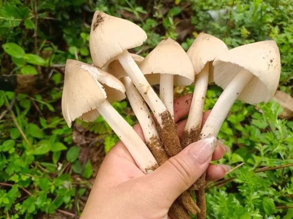 鸡枞菌图片怎么拍好看_鸡枞菌高清图欣赏技巧-第2张图片-山城妙识 鸡枞菌图片怎么拍好看_鸡枞菌高清图欣赏技巧-第2张图片-山城妙识