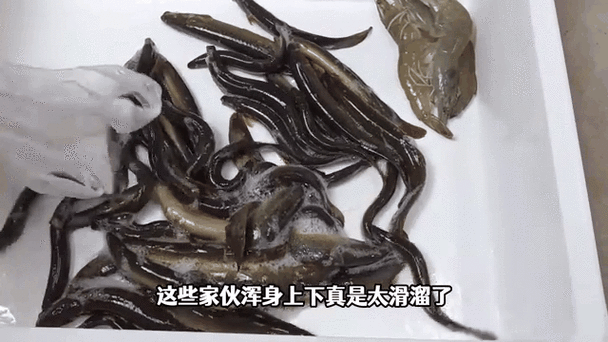 泥鳅多少钱一斤2020_泥鳅价格走势-第1张图片-山城妙识 泥鳅多少钱一斤2020_泥鳅价格走势-第1张图片-山城妙识