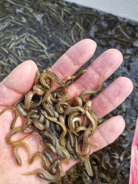 泥鳅多少钱一斤2020_泥鳅价格走势-第2张图片-山城妙识 泥鳅多少钱一斤2020_泥鳅价格走势-第2张图片-山城妙识