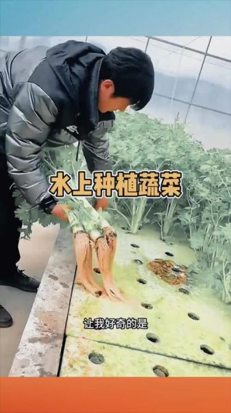 水芹菜怎么种_水芹菜种植技术视频-第2张图片-山城妙识 水芹菜怎么种_水芹菜种植技术视频-第2张图片-山城妙识