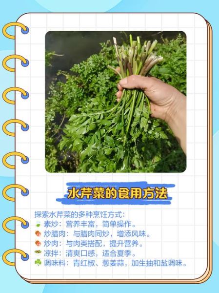 水芹菜怎么种_水芹菜种植技术视频-第3张图片-山城妙识 水芹菜怎么种_水芹菜种植技术视频-第3张图片-山城妙识