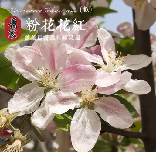 花红果和海棠果的区别_哪个更甜更好吃-第2张图片-山城妙识 花红果和海棠果的区别_哪个更甜更好吃-第2张图片-山城妙识