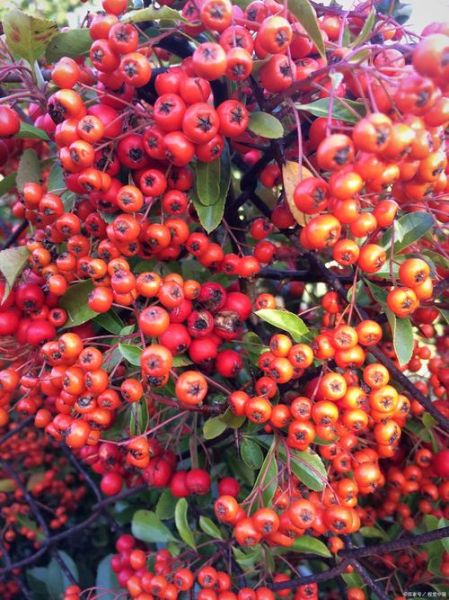 花红果和海棠果的区别_哪个更甜更好吃-第1张图片-山城妙识 花红果和海棠果的区别_哪个更甜更好吃-第1张图片-山城妙识