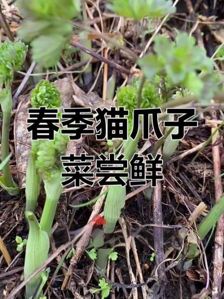 猫爪菜致癌是真的吗_长期吃猫爪菜安全吗-第1张图片-山城妙识