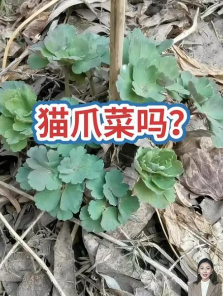 猫爪菜致癌是真的吗_长期吃猫爪菜安全吗-第2张图片-山城妙识