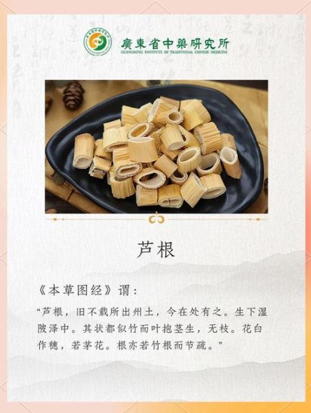 芦根的功效与作用_芦根能天天喝吗-第3张图片-山城妙识