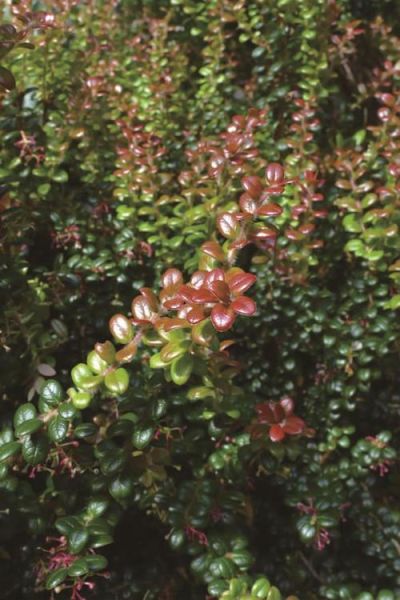 乌饭树下山桩怎么栽_乌饭树下山桩多久生根-第1张图片-山城妙识