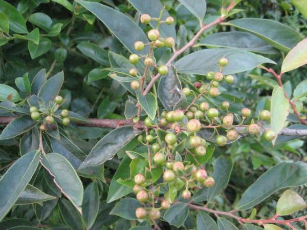 乌饭树下山桩怎么栽_乌饭树下山桩多久生根-第2张图片-山城妙识