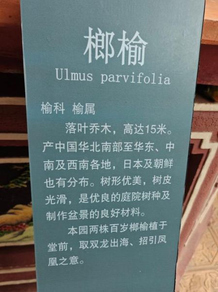 榆树品种图片大全_如何区分常见榆树-第1张图片-山城妙识