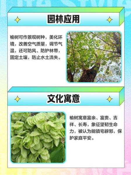 榆树品种图片大全_如何区分常见榆树-第2张图片-山城妙识