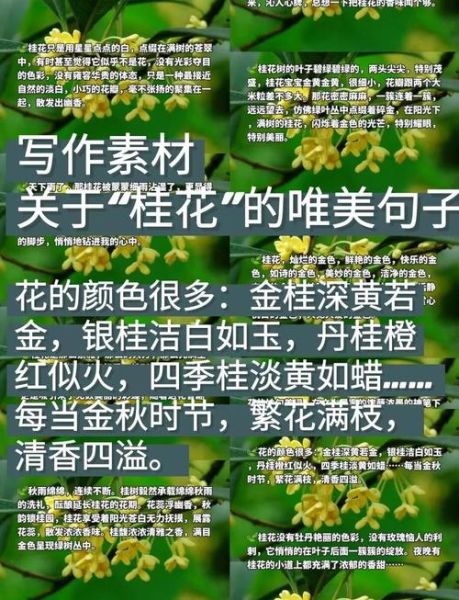 桂花的花语是什么_桂花唯美句子短句-第1张图片-山城妙识