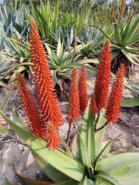 芦荟图片大全大图花名_芦荟开花的品种有哪些-第1张图片-山城妙识 芦荟图片大全大图花名_芦荟开花的品种有哪些-第1张图片-山城妙识