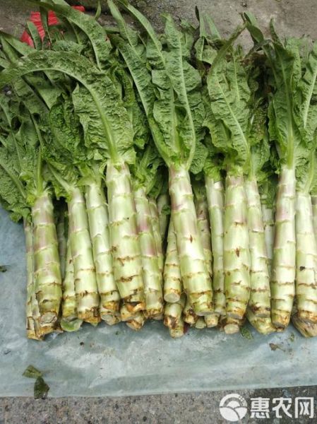 莴笋尖的营养价值_莴笋尖怎么吃最营养-第3张图片-山城妙识